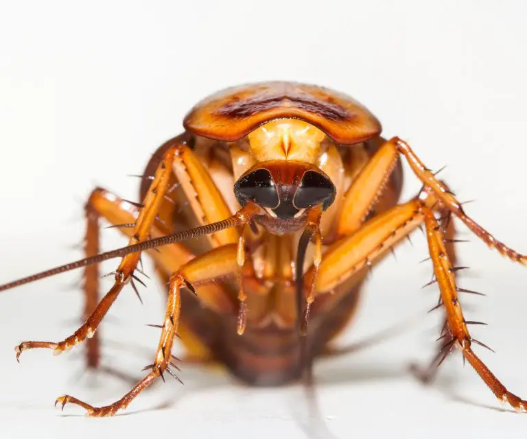 Do Cockroaches Really Spread Disease?